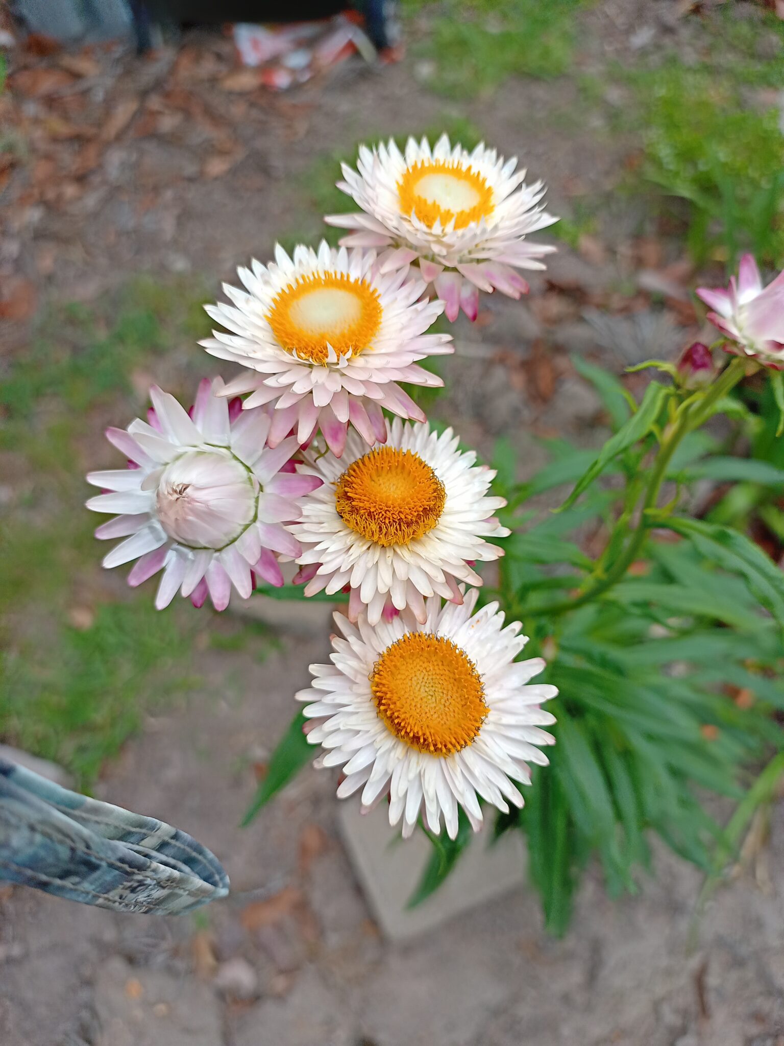 Everlasting Daisy - White Xerochrysum Bracteum - Local Seeds