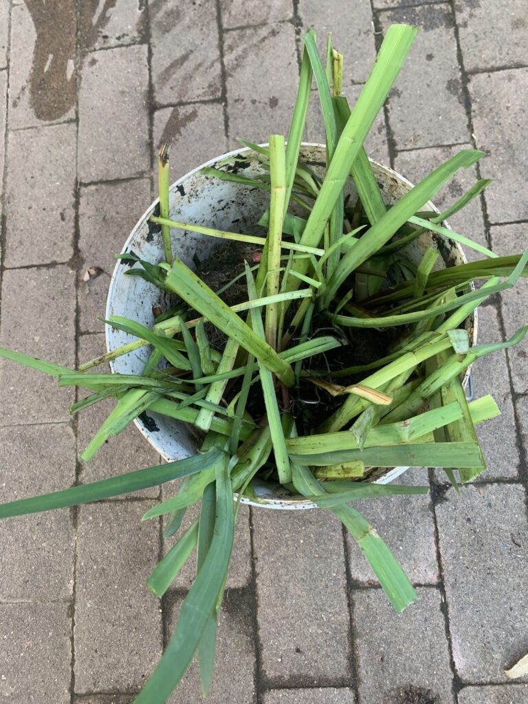 Two (2) Yellow Water Iris Water Pond Plants - Local Seeds