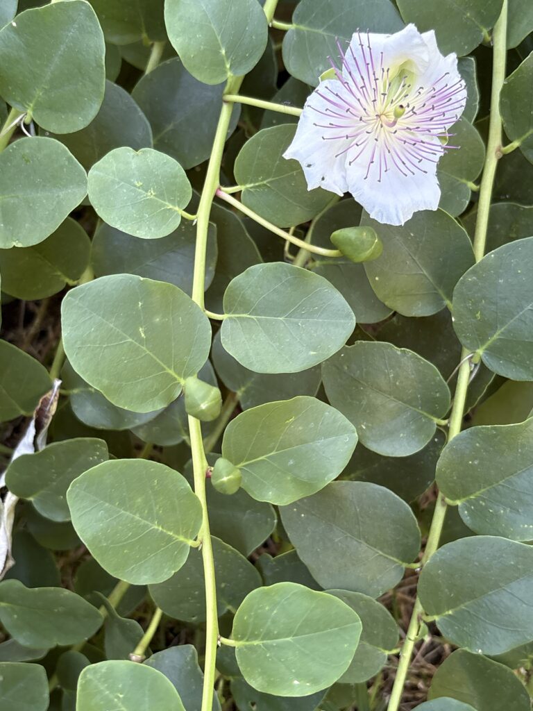 Caper Bush Capparis Spinosa X 8 Cuttings - Local Seeds