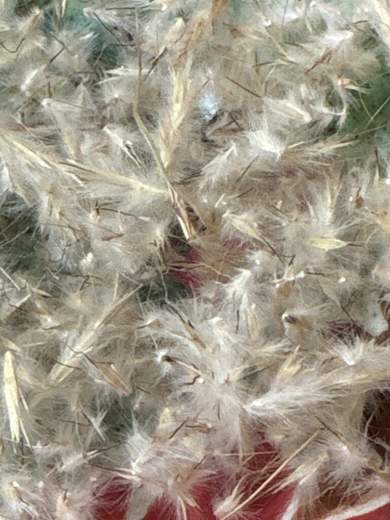 Australian Native Lemongrass (Cymbopogon Ambiguus) - Local Seeds
