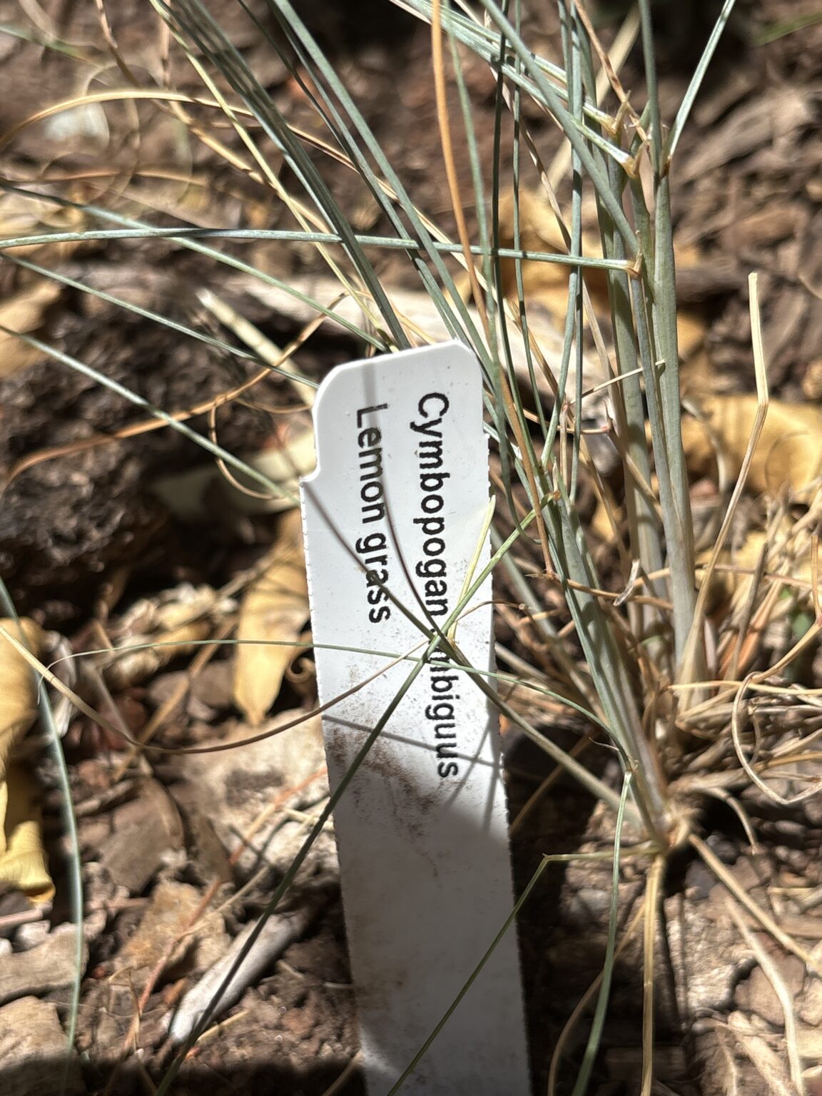 Australian Native Lemongrass (Cymbopogon Ambiguus) - Local Seeds