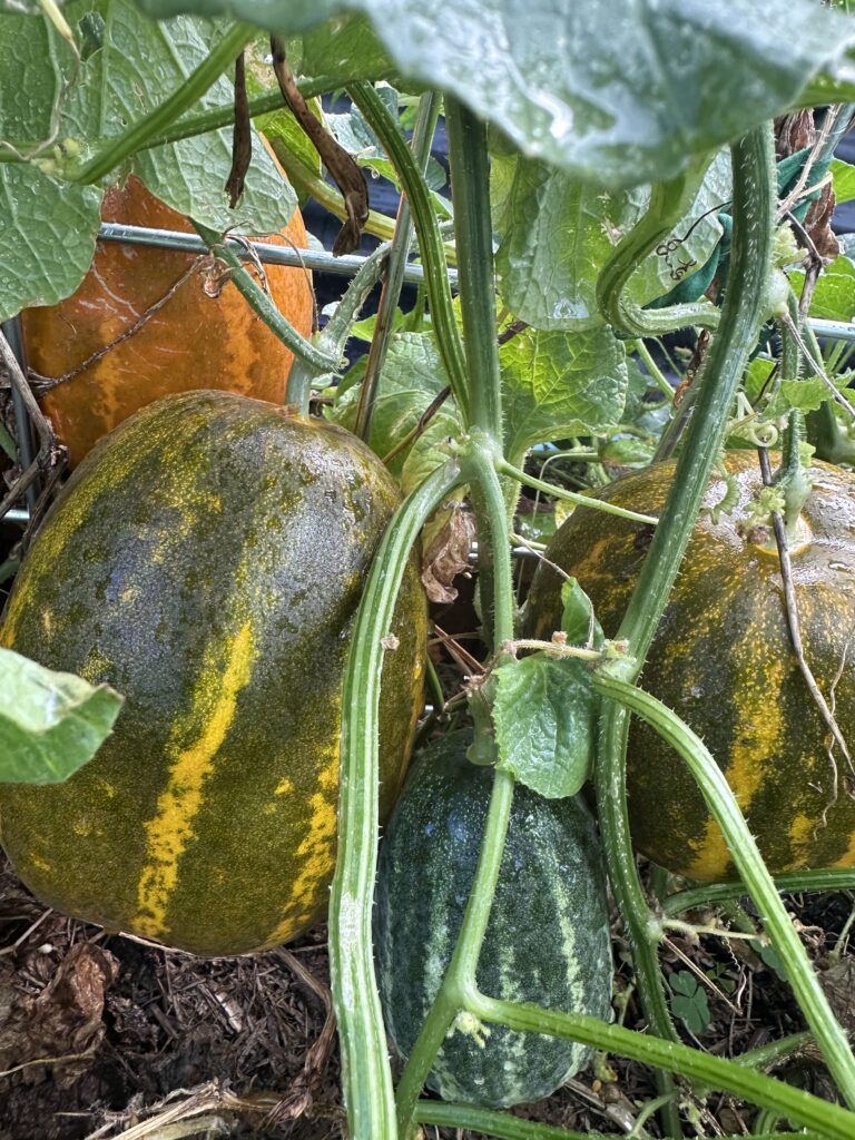 Indian Yellow Cucumber, Dosakaya, Dosakai, Kakiri - Local Seeds