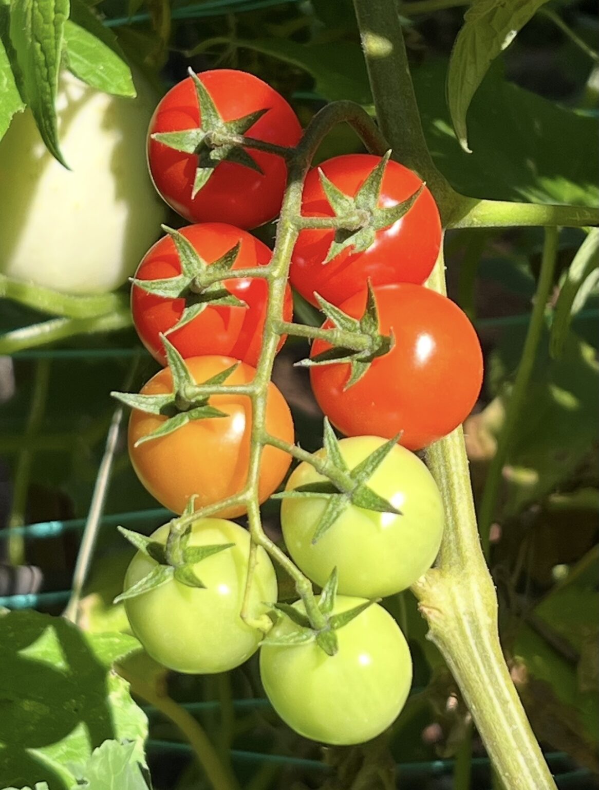 Cherry Truss Tomato - Local Seeds