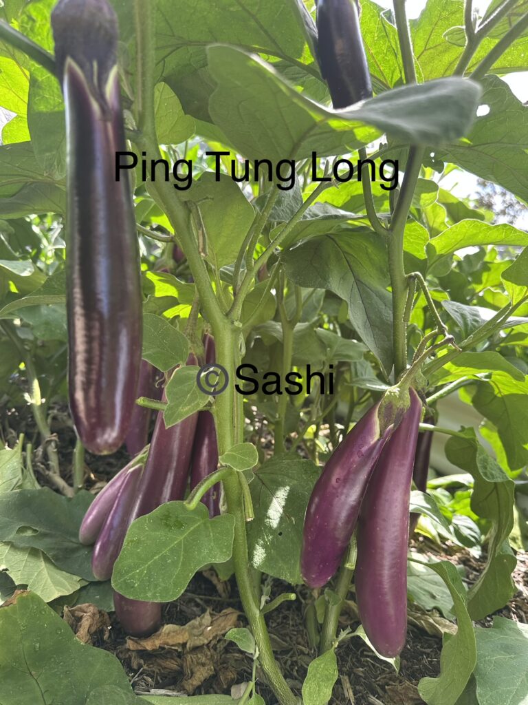 Eggplants Ping Tung Long, Aubergine, Brinjal, Talong - Local Seeds