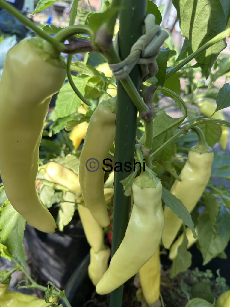 Sweet Banana Pepper, Sweet Capsicum - Local Seeds