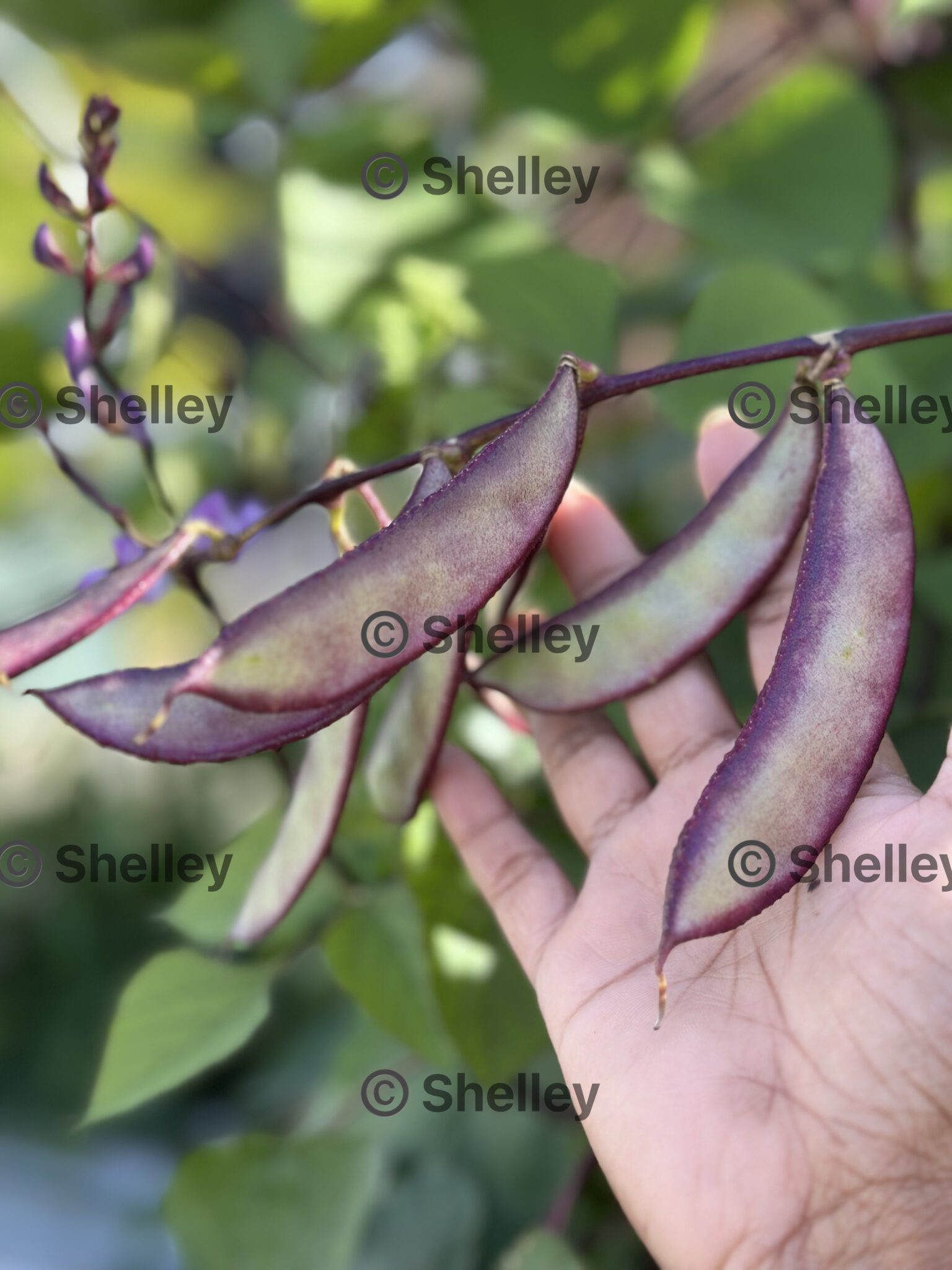 Indian Beans / Lablab Beans / Sheem Beans Green And Purple Mix - Local ...
