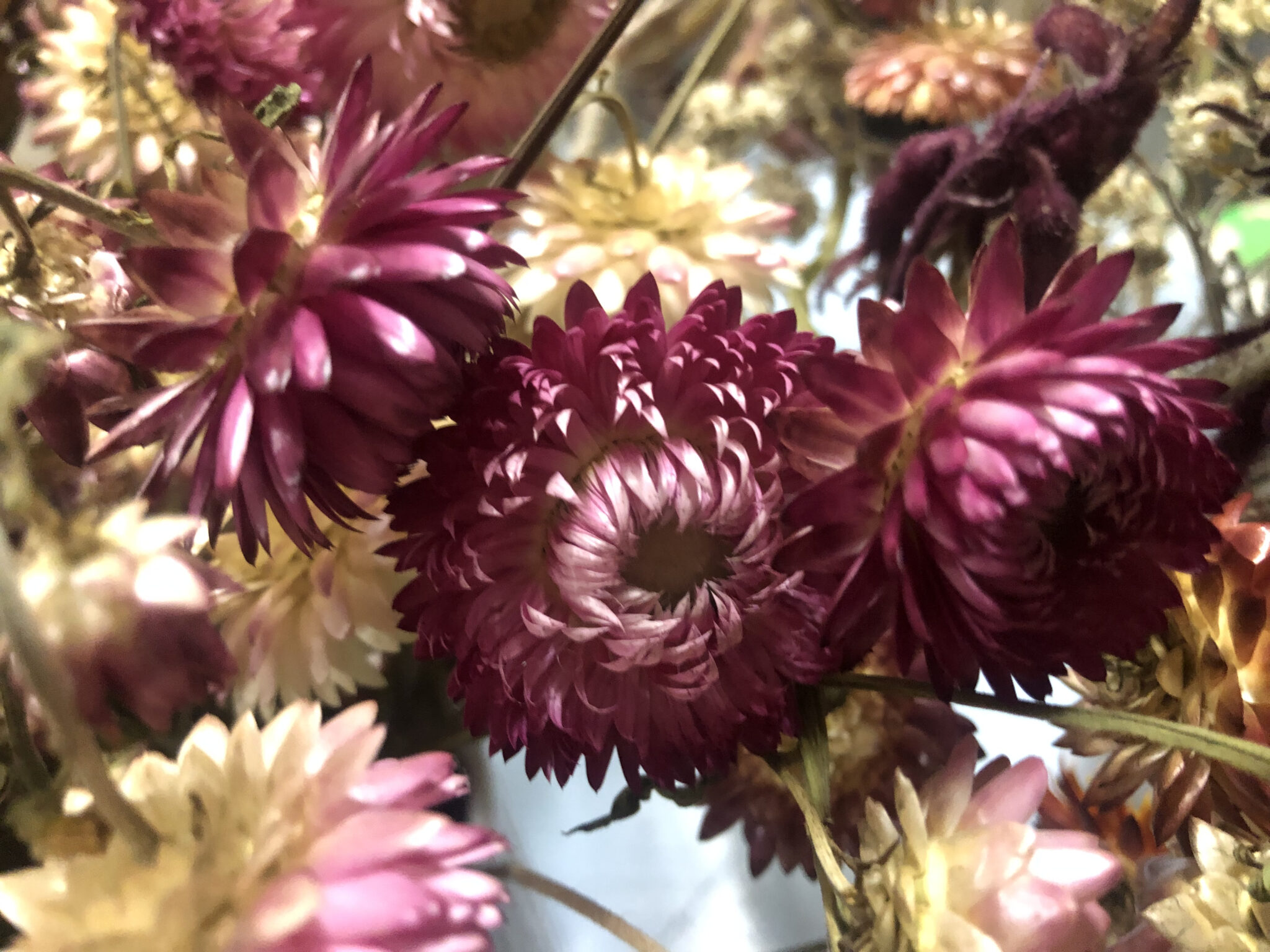 Everlasting Daisy Pink Mix - Local Seeds